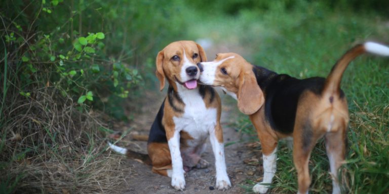 Purebred Registration | National Kennel Club [Video]