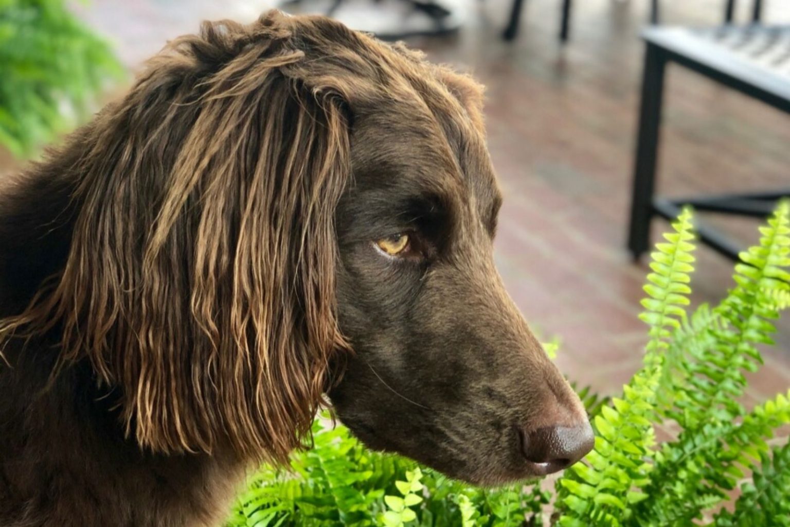 Champion Dogs Champion Owners Champion Service | National Kennel Club