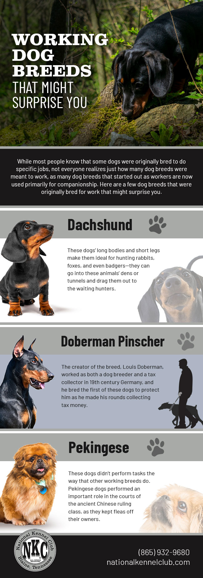 Working Dog Breeds That Might Surprise You [infographic] | National ...