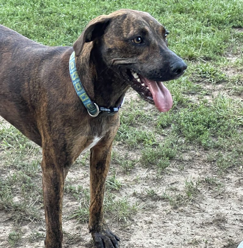 Treeing Cur | National Kennel Club