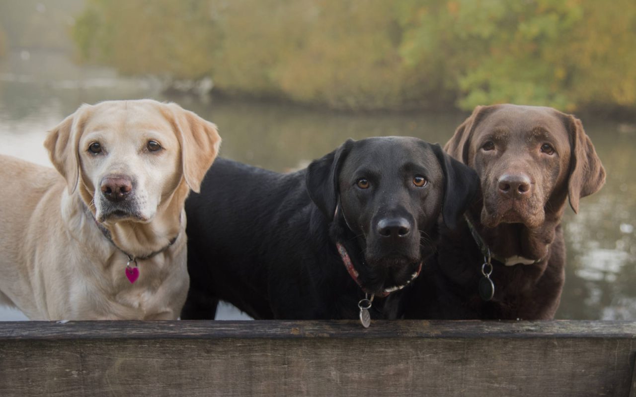 Purebred Registration | National Kennel Club [Video]